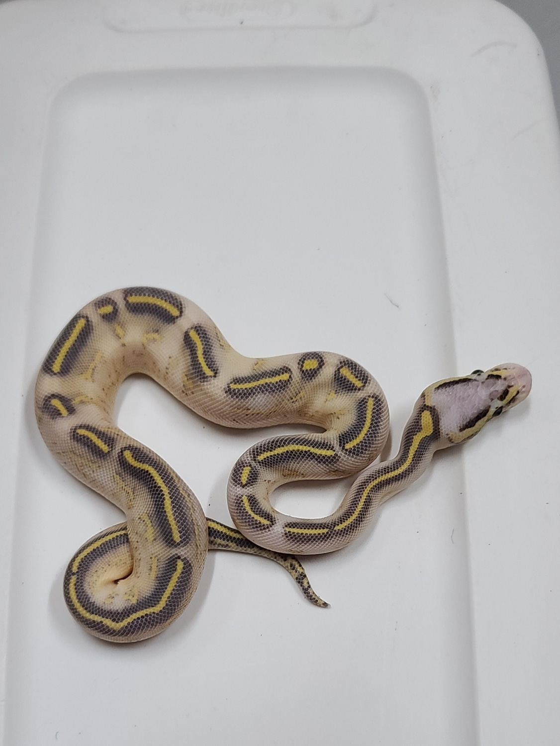 Highway Lemon Pastel Ball Python by Open Road Constrictors - MorphMarket
