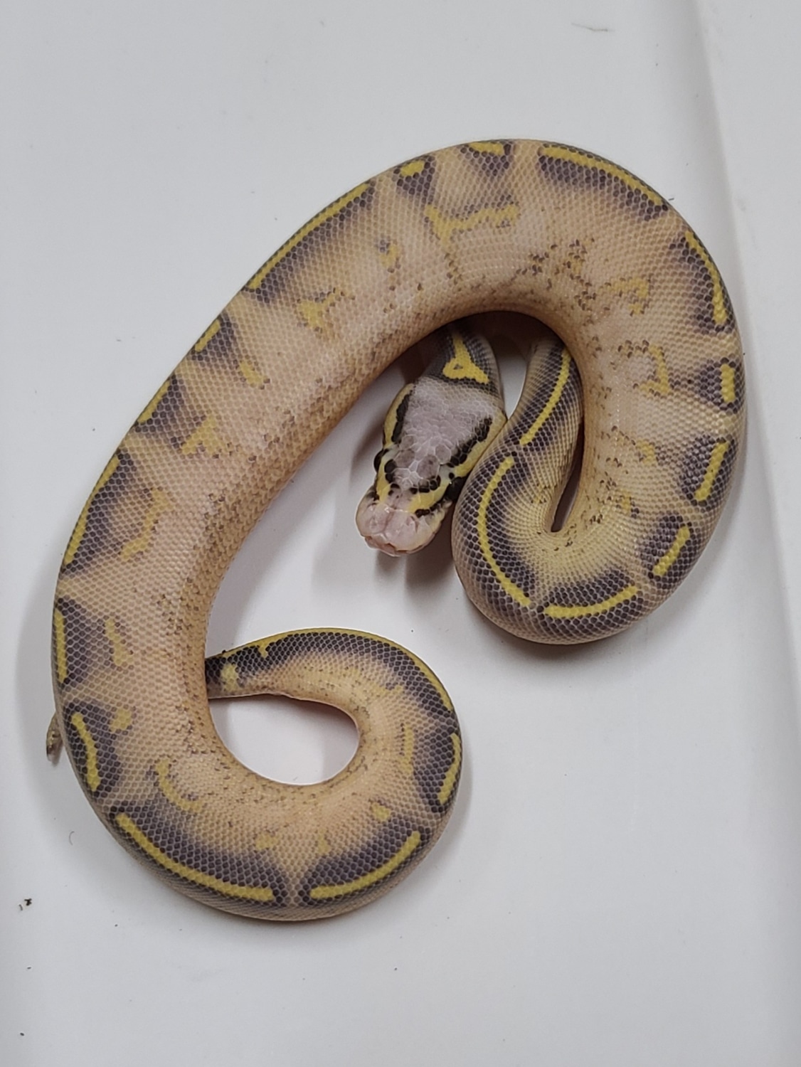 Highway Lemon Pastel Ball Python by Open Road Constrictors - MorphMarket