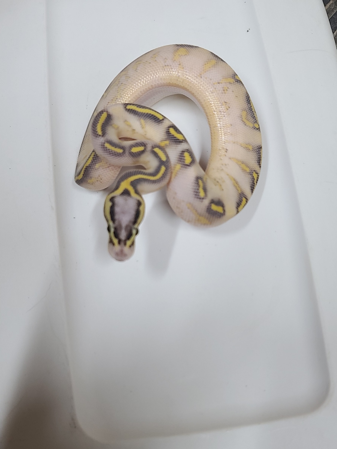 Highway Pastel Ball Python by Open Road Constrictors - MorphMarket