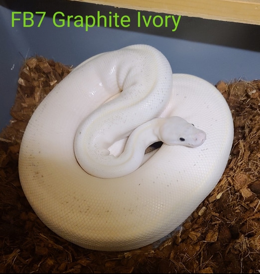 Graphite Ivory Ball Python by Open Road Constrictors