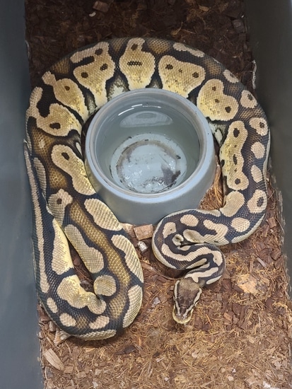 RTB Yellow Belly Pastel 100% Het Ghost Ball Python by Open Road Constrictors
