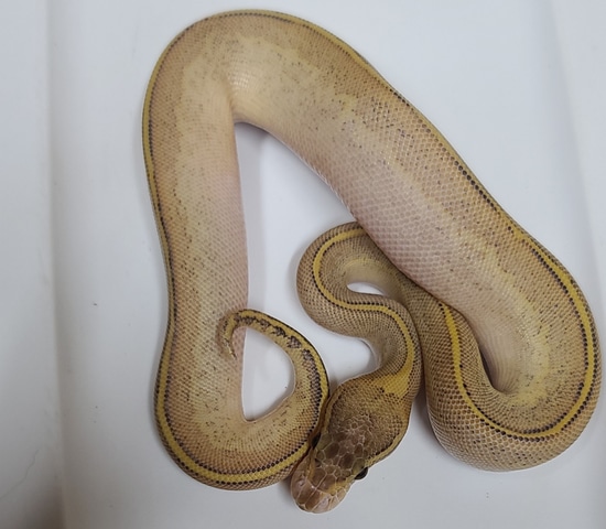 Highway Pinstripe Ball Python by Open Road Constrictors