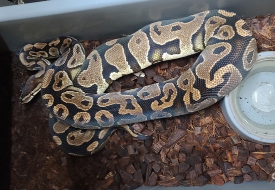 BOGO! PB&RTB Bling Yellow Belly Ball Python by Open Road Constrictors