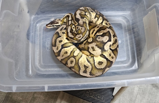 25% Off Shipping. Spark Super Pastel Ball Python by Open Road Constrictors