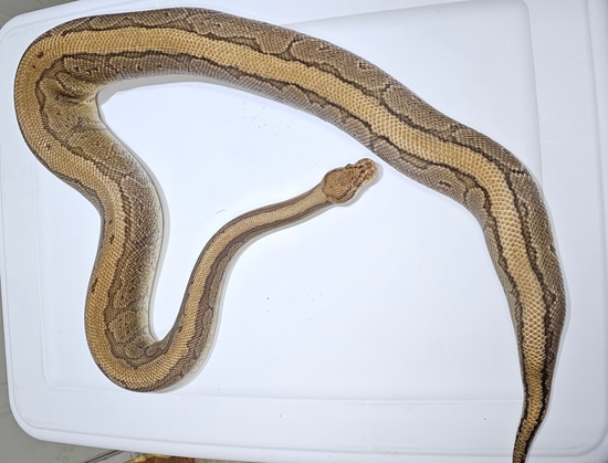 Yellow Belly Red Stripe Pinstripe Ball Python by Open Road Constrictors