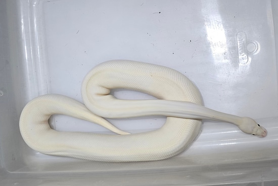 Ivory Pastel Genetic Stripe Ball Python by Open Road Constrictors