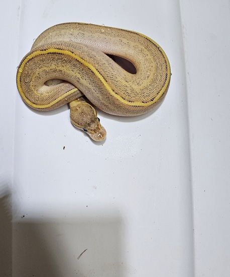 Highway Pinstripe Ball Python by Open Road Constrictors