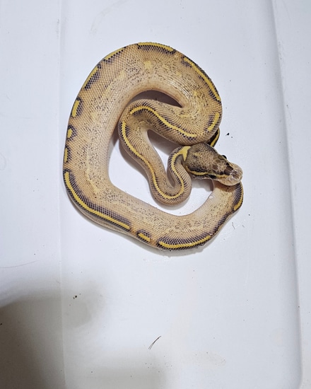 Highway Ball Python by Open Road Constrictors