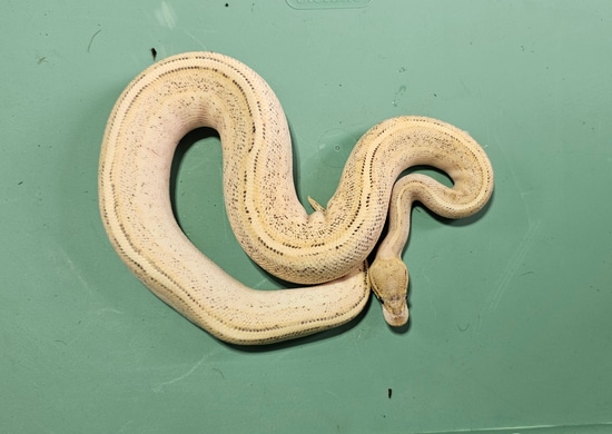 50% Off Shipping. Highway Pinstripe Ball Python by Open Road Constrictors