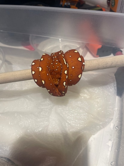 Biak Red Phase Green Tree Python by 603 Exotics llc