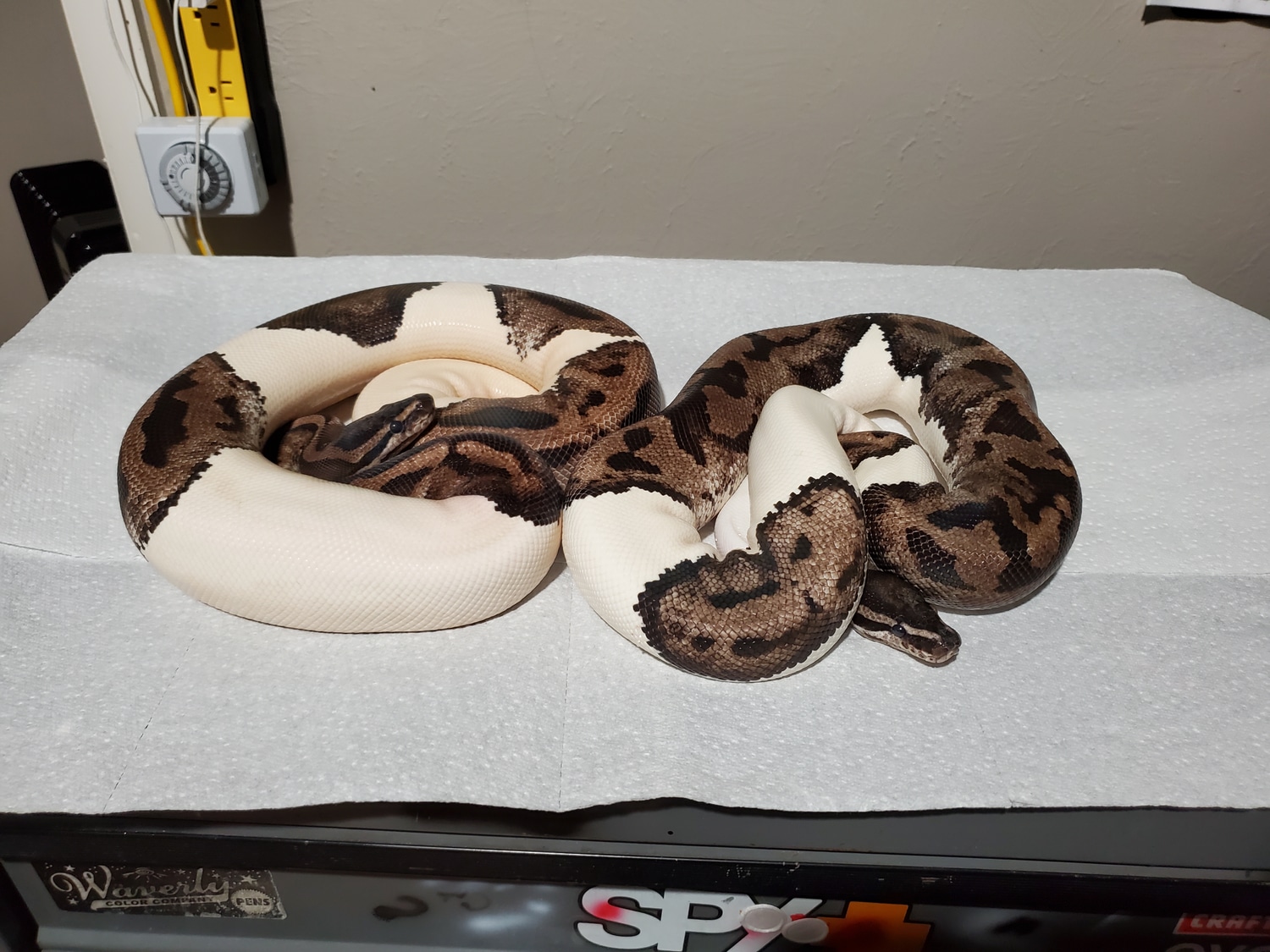 Pair MJ Lightning Pied Ball Python by PhillipsFarm Reptiles - MorphMarket