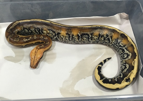 Marble Borneo Short-Tailed Python by Philly Herpetoculture