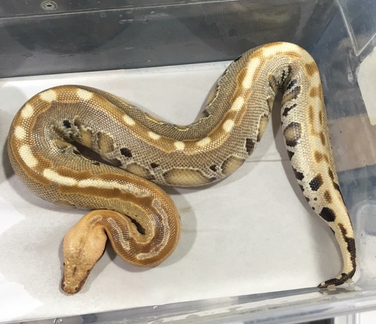 Blue Ghost Stripe Borneo Short-Tailed Python by Philly Herpetoculture