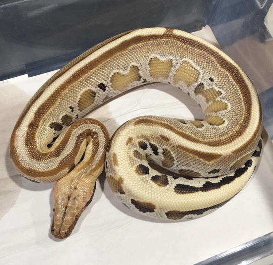 Ghost Stripe Borneo Short-Tailed Python by Philly Herpetoculture