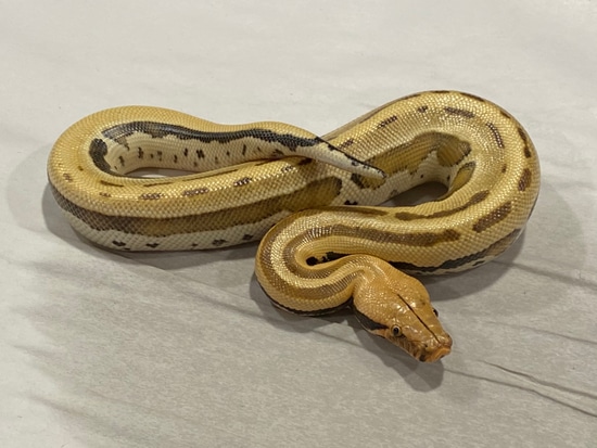 White Wall Ocelot Borneo Short-Tailed Python by Philly Herpetoculture