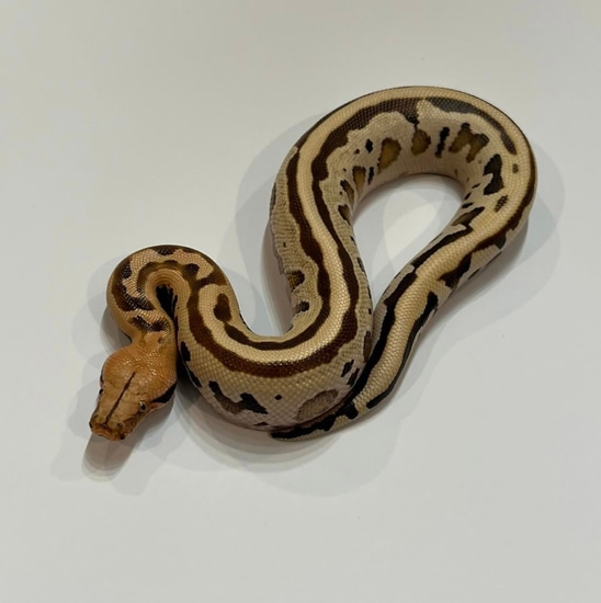 Ocelot Borneo Borneo Short-Tailed Python by Philly Herpetoculture