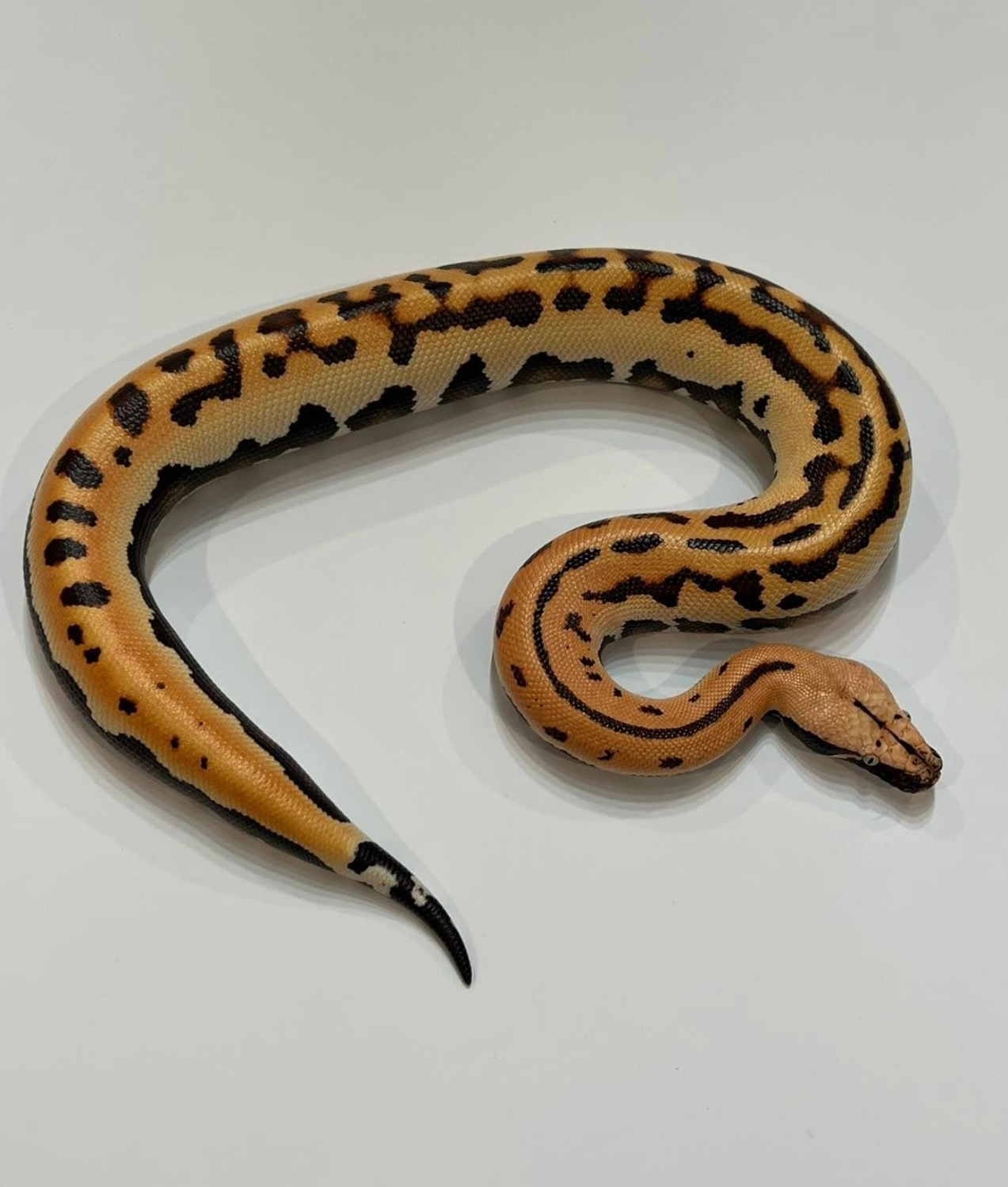 Goldeneye Pos Het T+ Albino Blood Python by Philly Herpetoculture ...