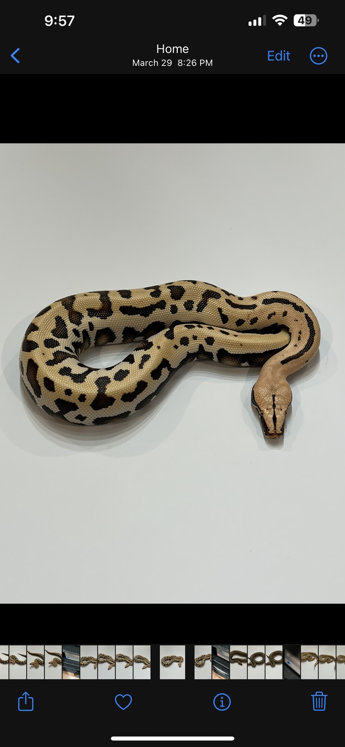 -SALE- Goldeneye Het T-positive Blood Python by Philly Herpetoculture ...