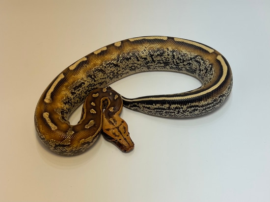 Extreme Marble Borneo Borneo Short-Tailed Python by Philly Herpetoculture