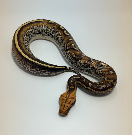 Extreme Marble Borneo Borneo Short-Tailed Python by Philly Herpetoculture