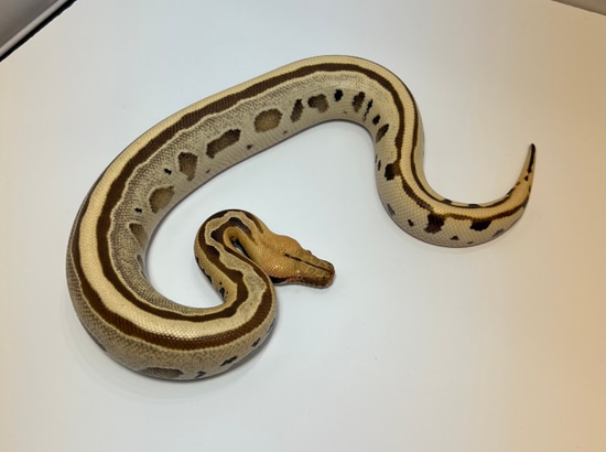 Ocelot Borneo Borneo Short-Tailed Python by Philly Herpetoculture