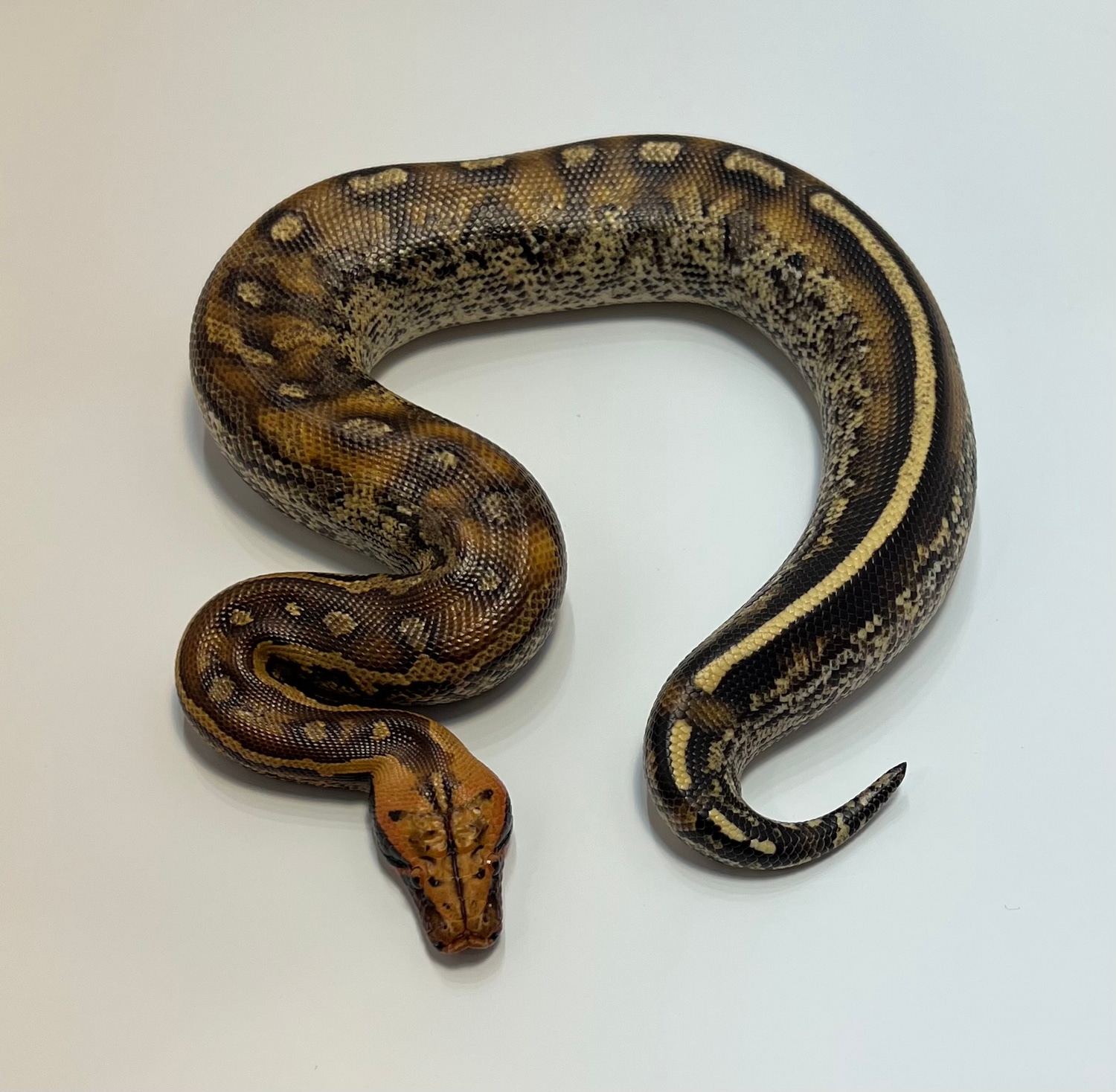 Extreme Marble Borneo Short-Tailed Python by Philly Herpetoculture ...