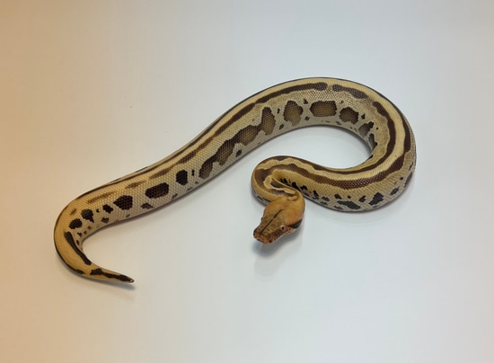 Ocelot Borneo Short-Tailed Python by Philly Herpetoculture