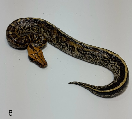Extreme Marble Borneo Short-Tailed Python by Philly Herpetoculture