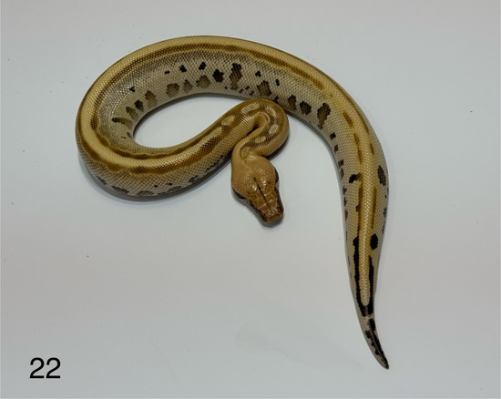 Ocelot X Blue Ghost Borneo Short-Tailed Python by Philly Herpetoculture