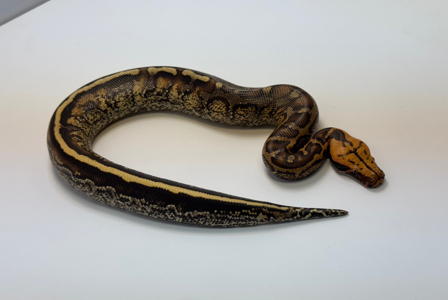 Philly Herpetoculture's Collection - MorphMarket