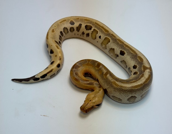 Ghost X Ocelot Borneo Short-Tailed Python by Philly Herpetoculture