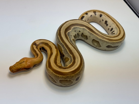 Ocelot Borneo Borneo Short-Tailed Python by Philly Herpetoculture