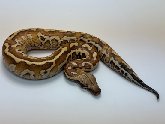 Matrix Blood Python by Philly Herpetoculture