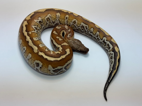 Matrix Blood Python by Philly Herpetoculture