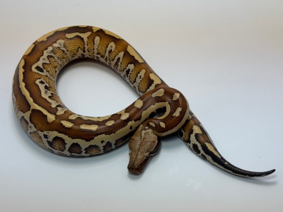 Matrix Blood Python by Philly Herpetoculture