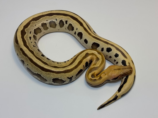 Ocelot Borneo Borneo Short-Tailed Python by Philly Herpetoculture