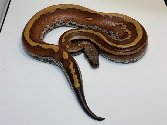 PE Stripe X VPI Stripe Blood Python by Philly Herpetoculture