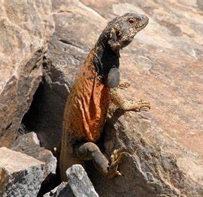 Captive Bred Baby Red Back Chuckwalla Free Shipping $565 More Lizard by ...