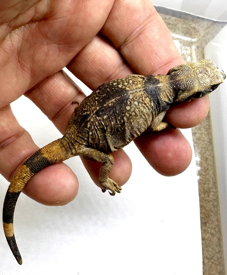 Captive Bred Baby Red Back Chuckwalla Free Shipping $565 More Lizard by ...