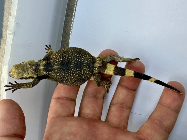 Captive Bred Baby Red Back Chuckwalla Free Shipping $565 More Lizard by ...