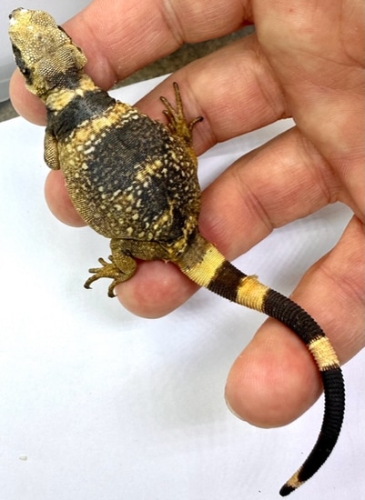Captive Bred Baby Red Back Chuckwalla Free Shipping $565 More Lizard by ...