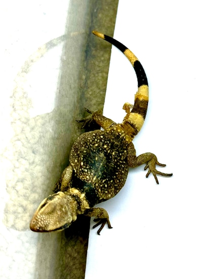 Captive Bred Baby Red Back Chuckwalla Free Shipping $565.00 More Lizard ...