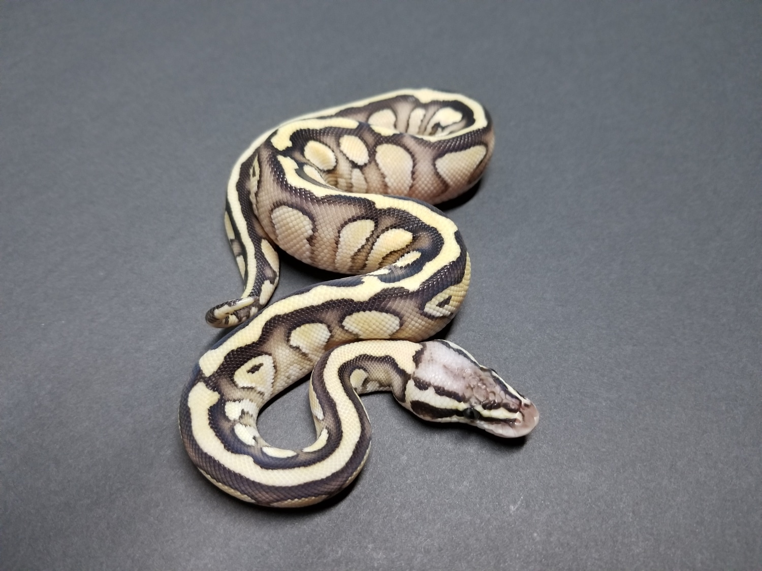 Lesser Pastel Specter Ball Python by Lucas Landon Royals - MorphMarket