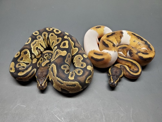 PAIR 2 - Axanthic Pied Maker Ball Python by Lucas Landon Royals