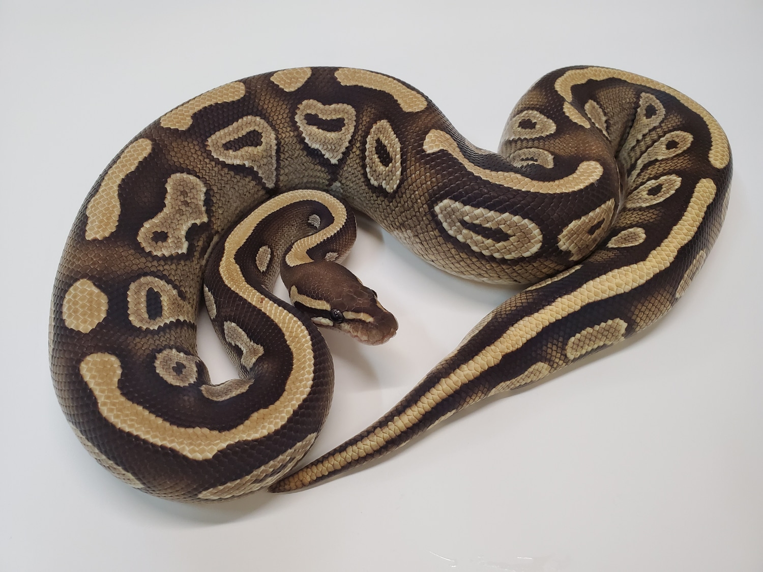 JKR Breeder - Black Head Mojave Het Pied Ball Python by Lucas Landon ...