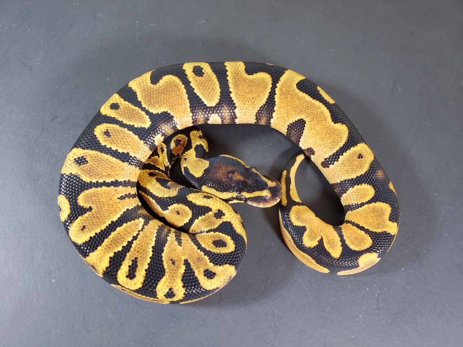 Orange Dream Male Ball Python by Lucas Landon Royals - MorphMarket