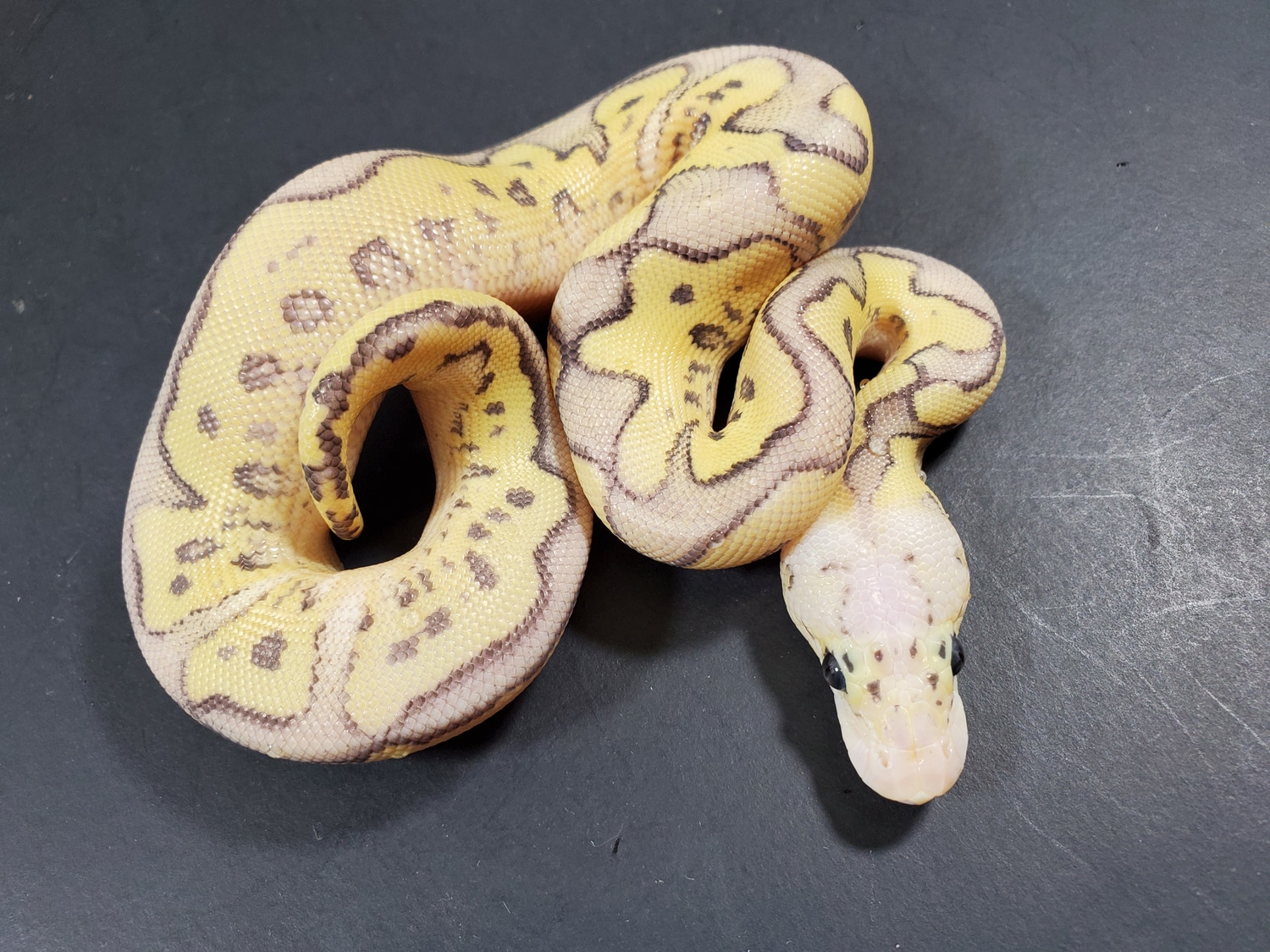 Super Pastel Clown Prob Xtreme Gene Male Ball Python by Lucas Landon ...