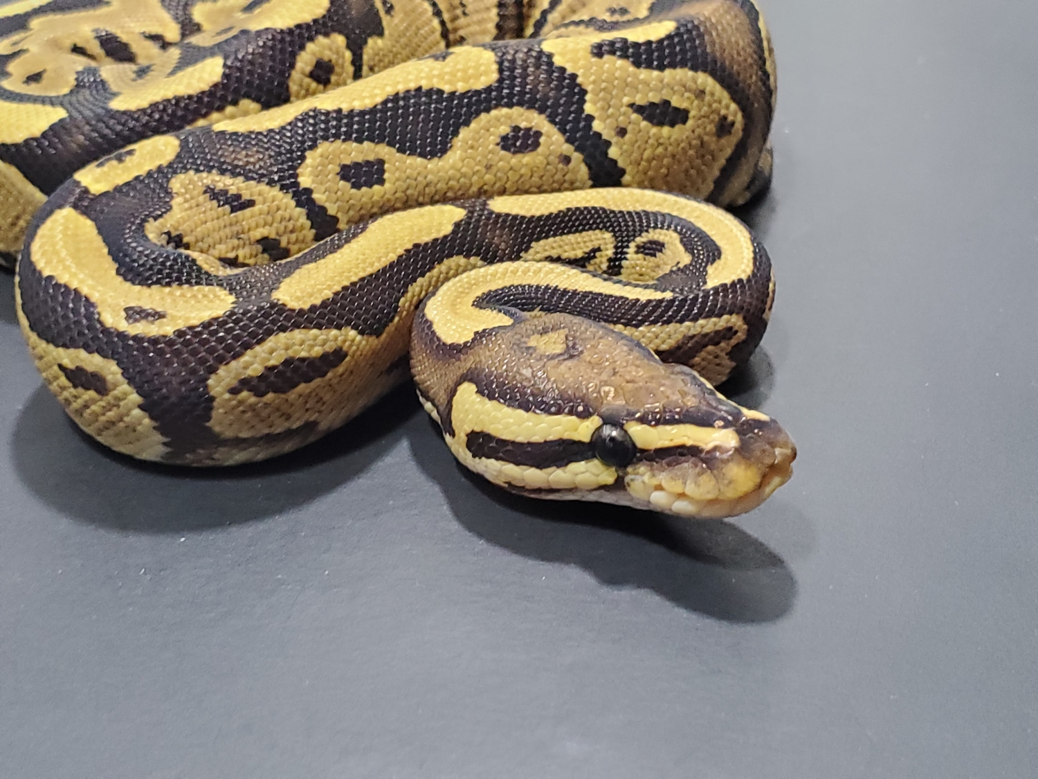 Fire Het Pied Female Ball Python by Lucas Landon Royals - MorphMarket