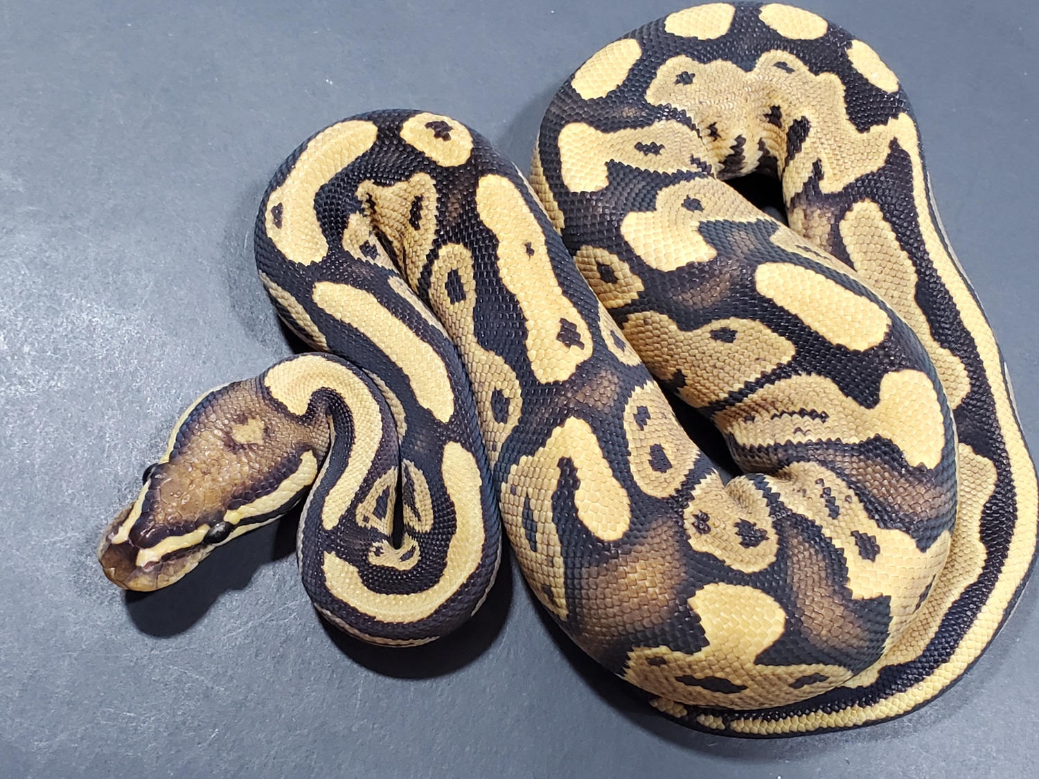 Fire Het Pied Female Ball Python by Lucas Landon Royals - MorphMarket
