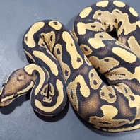 Fire Het Pied Female Ball Python by Lucas Landon Royals - MorphMarket